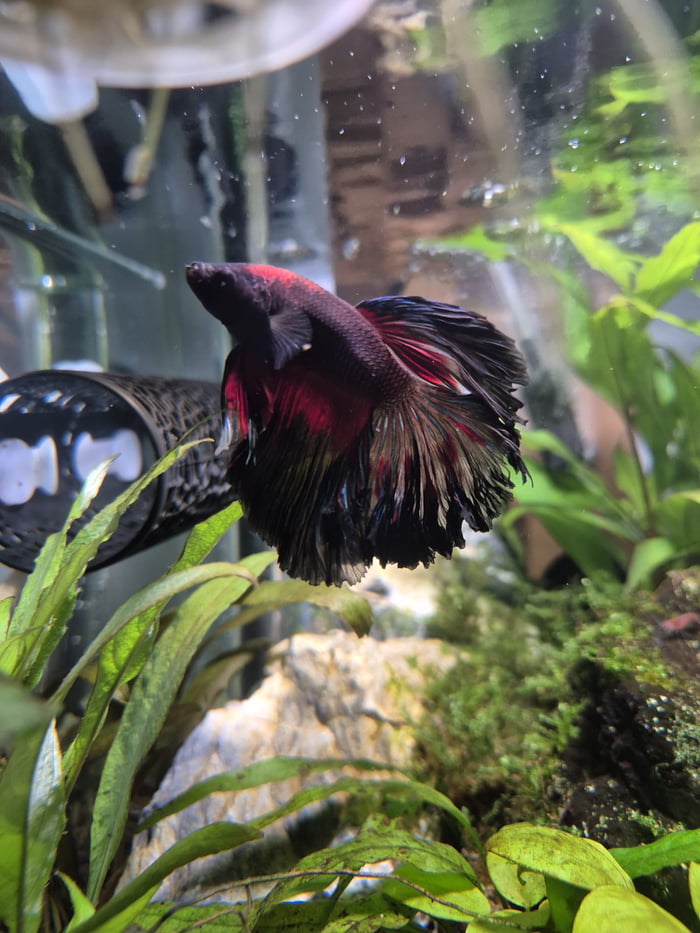 Had to say goodbye to Paco the fish today. Truly a sad day. Rip Paco ...