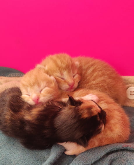 Best Funny cheebs Memes - 9GAG