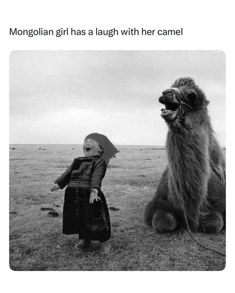 Best Funny camel Memes - 9GAG
