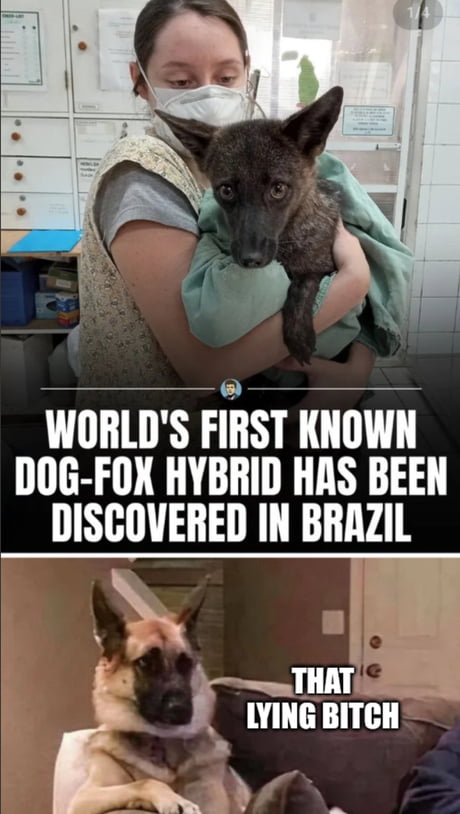 Best Funny fox Memes - 9GAG