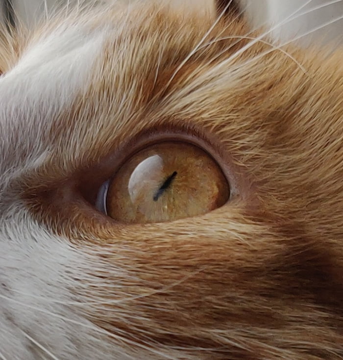 Orange cat with orange eyes = double trouble - 9GAG