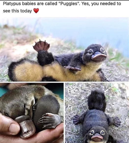 Now I want a little Psyduck - 9GAG