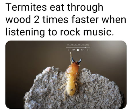 Best Funny snake Memes - 9GAG