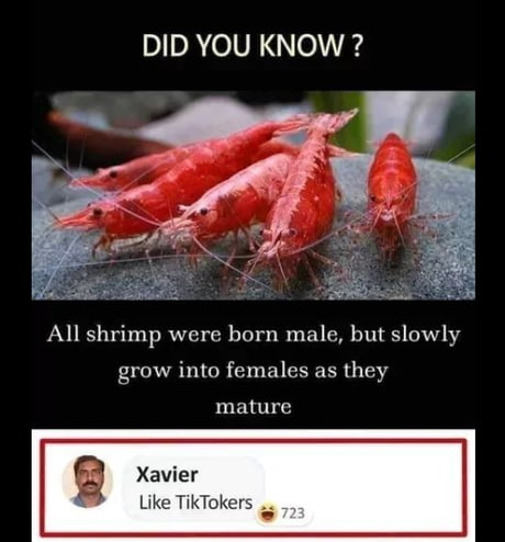 Funny Shrimp Memes The 23 Funniest Shrimp Memes, Ranked