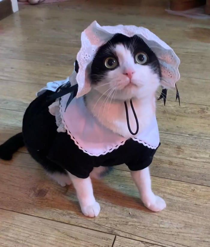 Maid cat - 9GAG