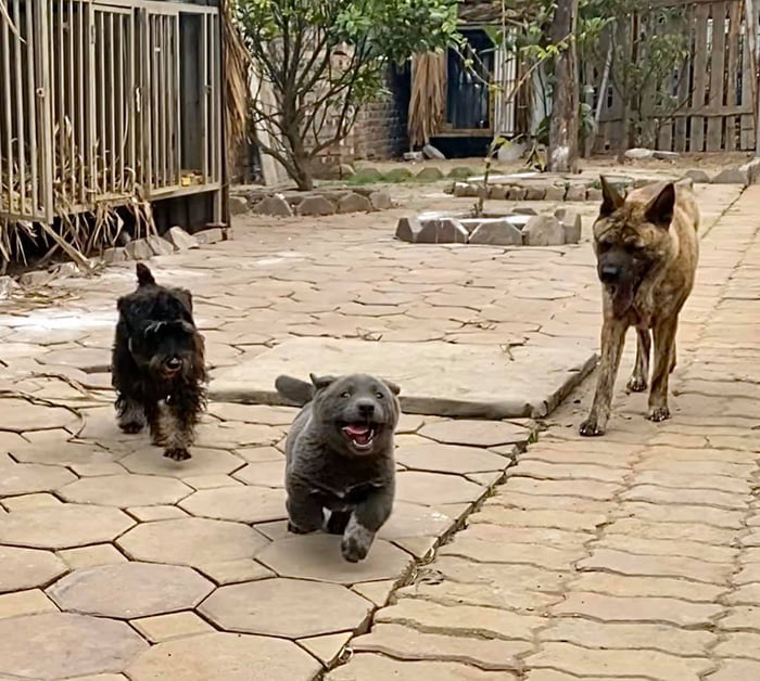 This Hmong Puppy Has The Derpiest Face - 9GAG