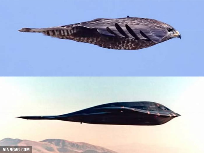 The striking similarity between the profiles of a Peregrine Falcon and ...