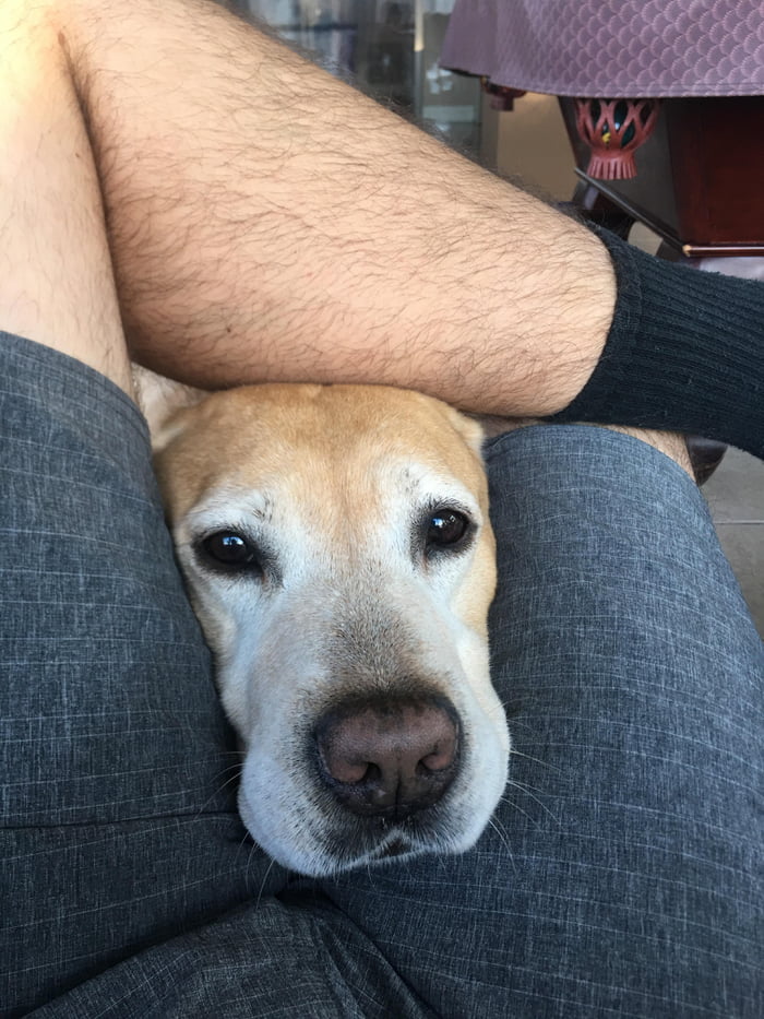 Whenever you put your leg up and leave a gap, good boi fills. - 9GAG