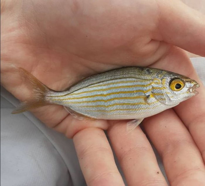 The Sarpa salpa a hallucinogenic fish that was used as a recreational ...