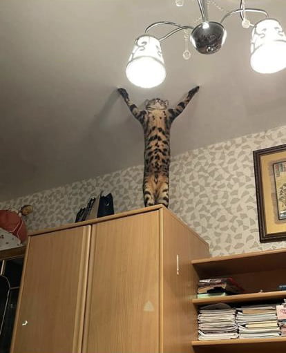Our new cat. I think it's worshiping the devil. - 9GAG