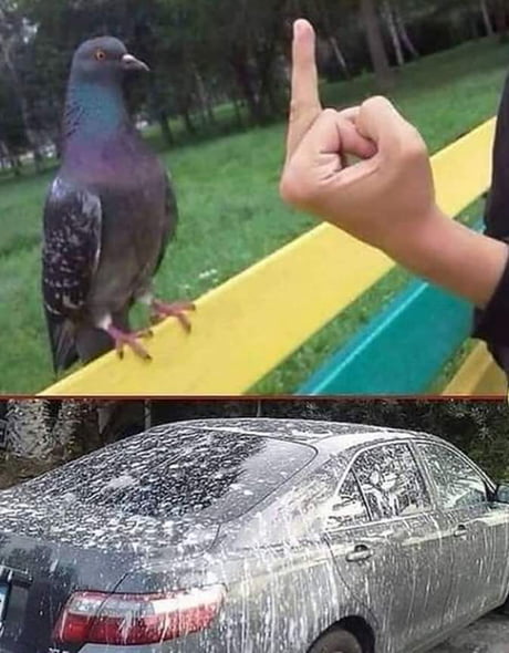 Best Funny pigeon Memes - 9GAG