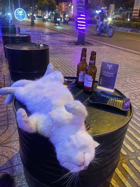 Best Funny meow meow Memes - 9GAG