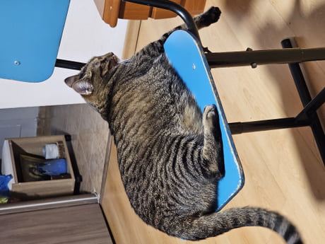 Best Funny big cat Memes - 9GAG