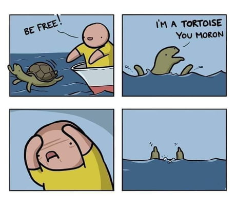 Best Funny tortoise Memes - 9GAG