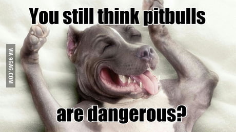 Lustige Pitbull Memes