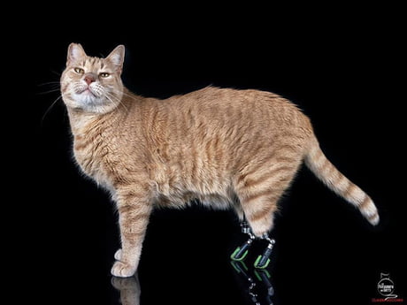Artificial Legs For Cats