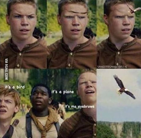 Bird Eyebrows Memes Bird Memes: 32 Silly Memes About BIRBS