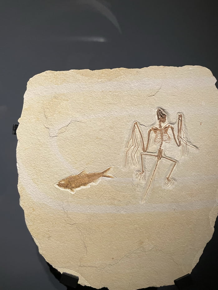 A fossilized bat! Due to their delicate nature, Bat fossil are very ...