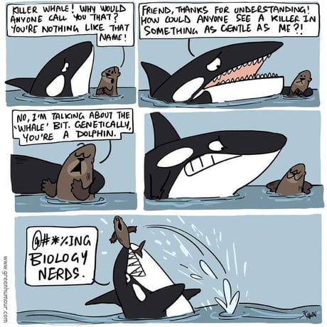 Best Funny orca Memes - 9GAG