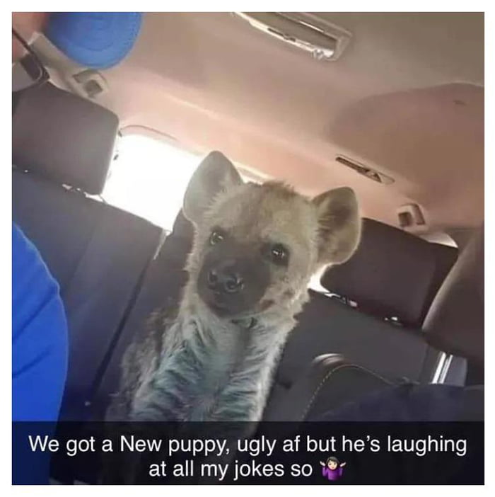 A very good boy - 9GAG