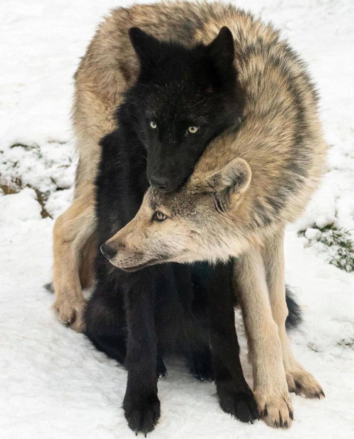 Two wolves being affectionate with each other. - 9GAG