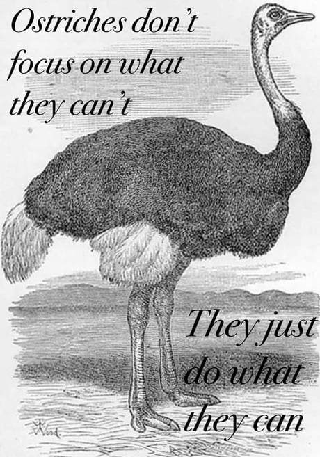 Funny Ostrich Quotes
