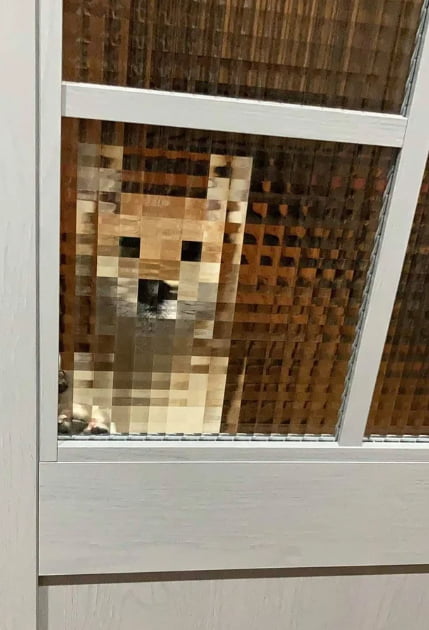 Low resolution dog - 9GAG