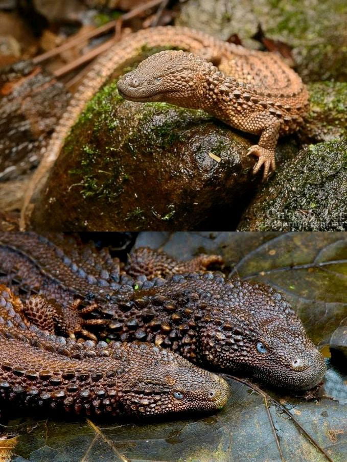 Lanthanetus Borneensis (The Earless Monitor Lizard) from Borneo ...