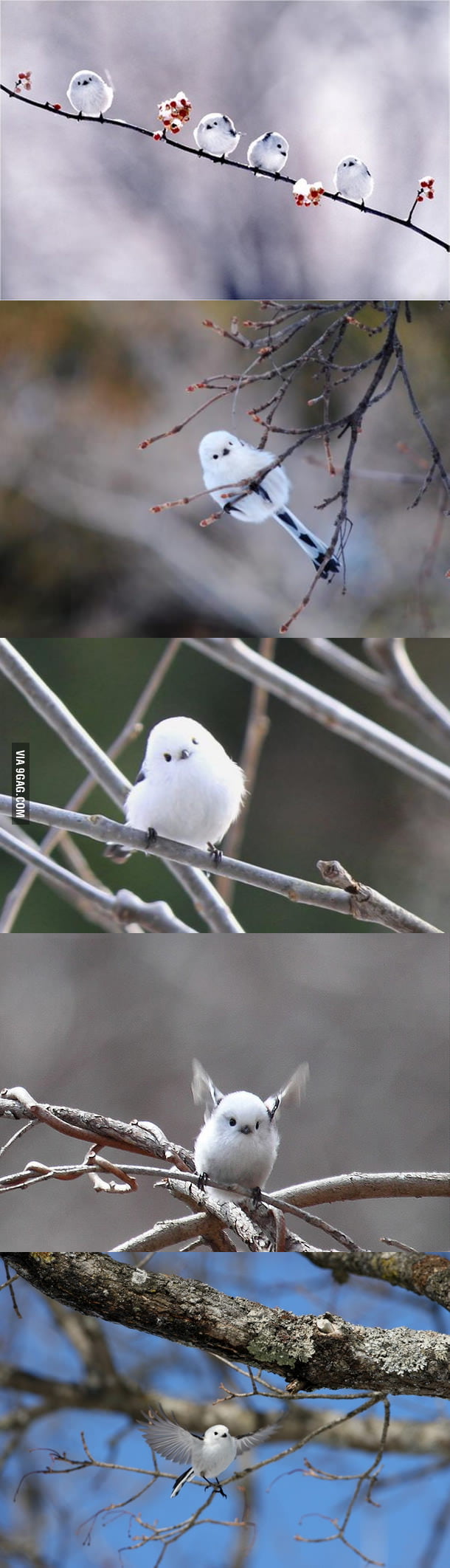 The cutest bird you'll ever see today. (Japanese long-tailed tit) - 9GAG