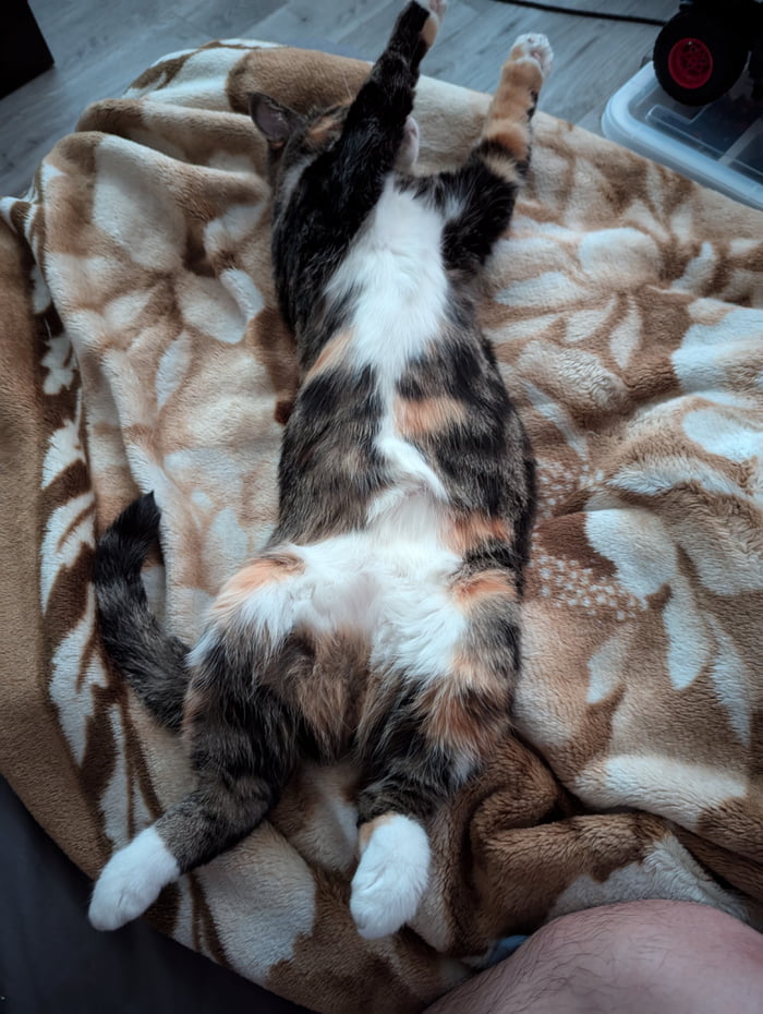 Ok fine! I'll post my cat. Praise the sun!!! - 9GAG