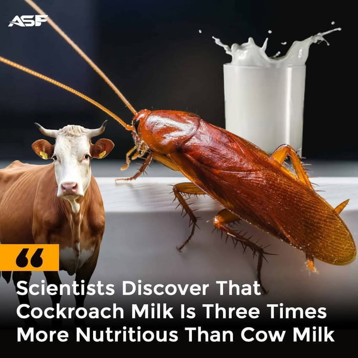 So who was the bright spark who decided it was a good idea to try cockroach milk? - 9GAG