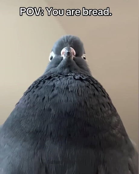 Best Funny pigeon Memes - 9GAG