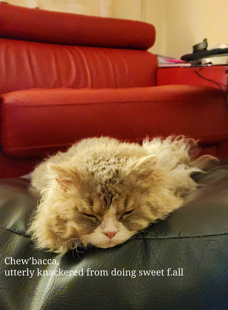 Best Funny chewbacca Memes - 9GAG