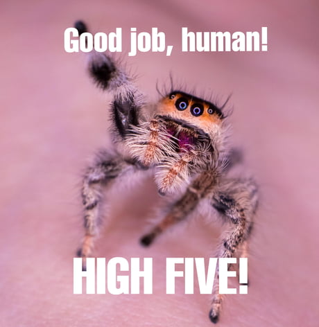 Proper Job Memes Funny New Good Job Funny Congratulations