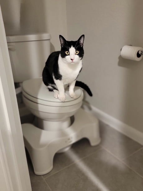 Best Funny dingus Memes - 9GAG