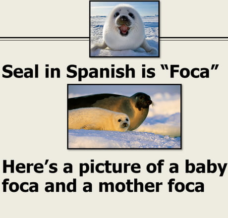 Awkward Situation Seal Memes