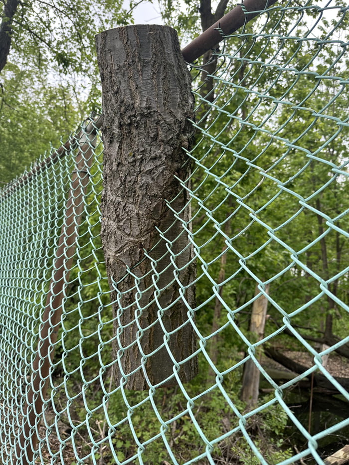 This tree grew through this mesh wire fence - 9GAG