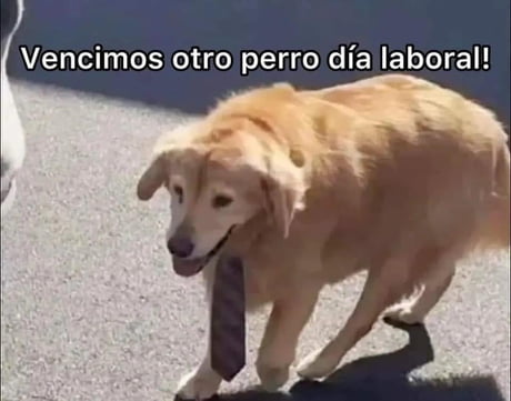 Memes Perritos