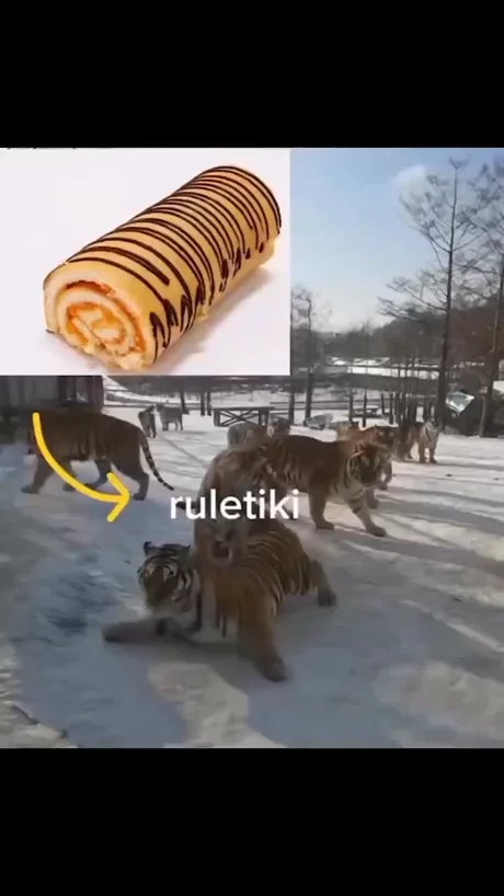 Snow Tiger Memes I Can Has Cheezburger? Tiger Funny Animals Online