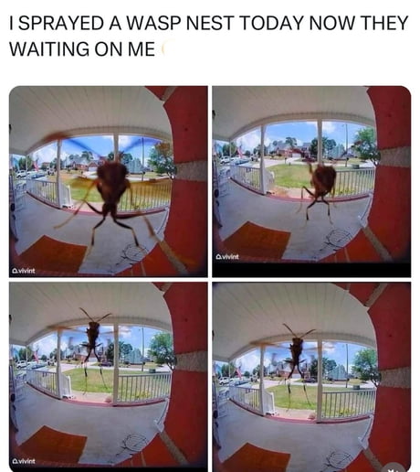 Best Funny wasp Memes - 9GAG