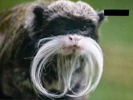 Best Funny sensei Memes - 9GAG