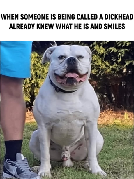 Goofy Smile Memes Smiling Dog Memes That Will Make You Happy