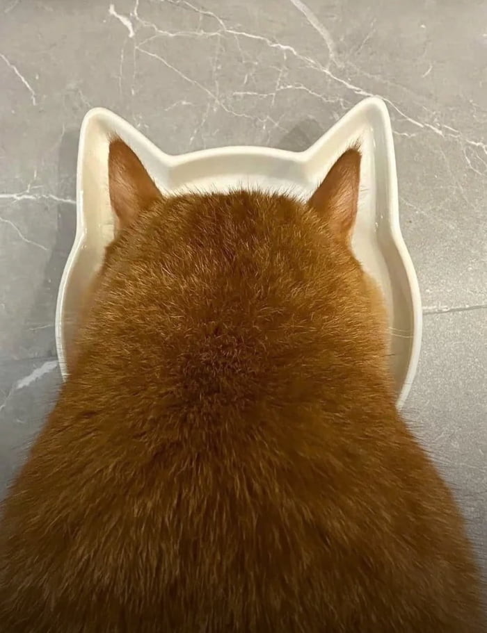 Orange Cat - 9GAG