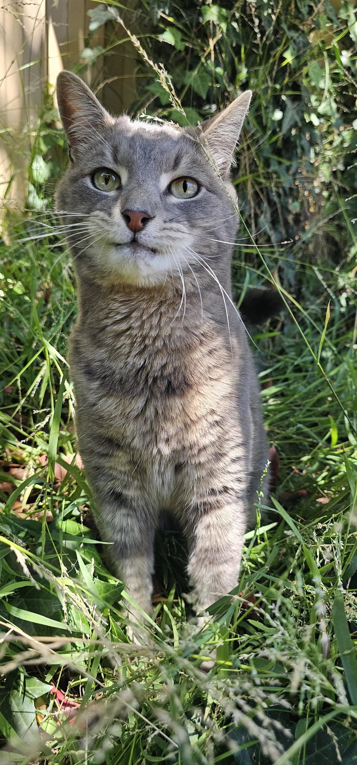 Meet Hiro, the cat who saved my life. - 9GAG