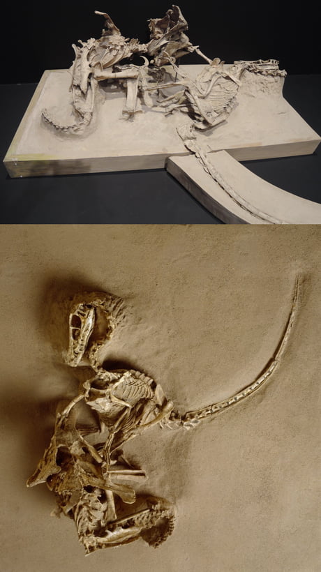 Velociraptor Protoceratops Fossil