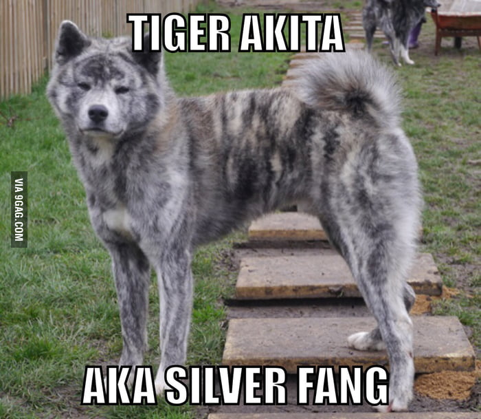 To all who remember Silver Fang!!!! #silverfang #akita #anime #1986 - 9GAG
