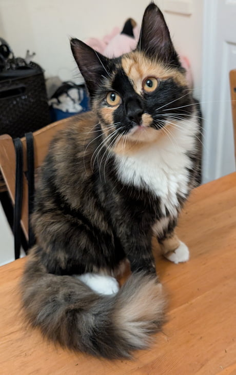 Best Funny bandit Memes - 9GAG