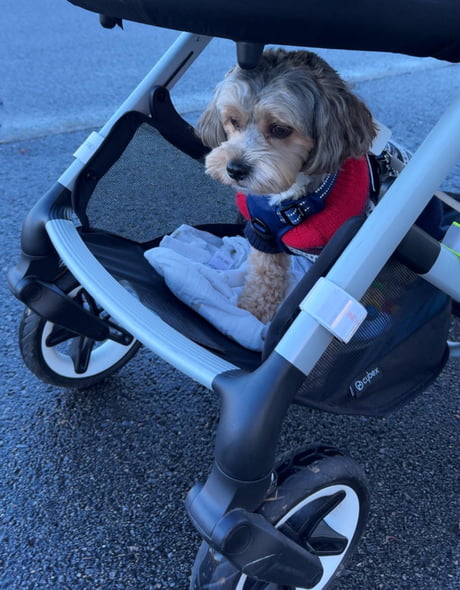 Best Funny stroller Memes - 9GAG