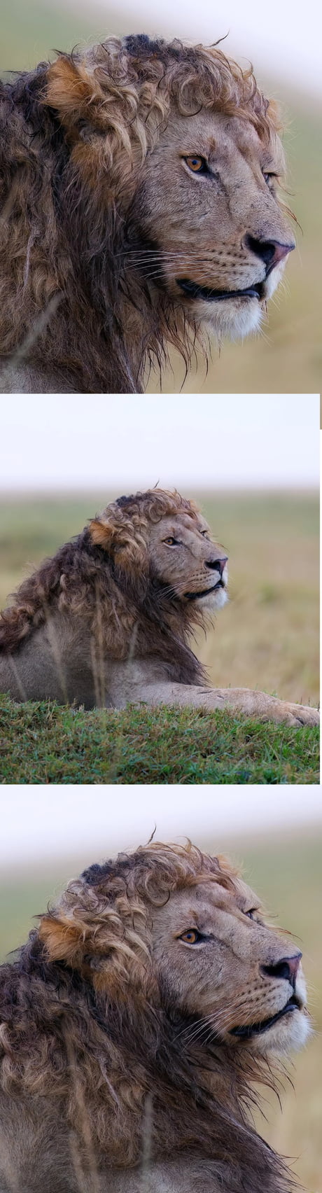 Best Funny lion Memes - 9GAG