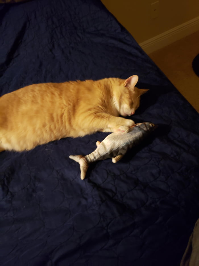 Sleeping With the Fishes. - 9GAG